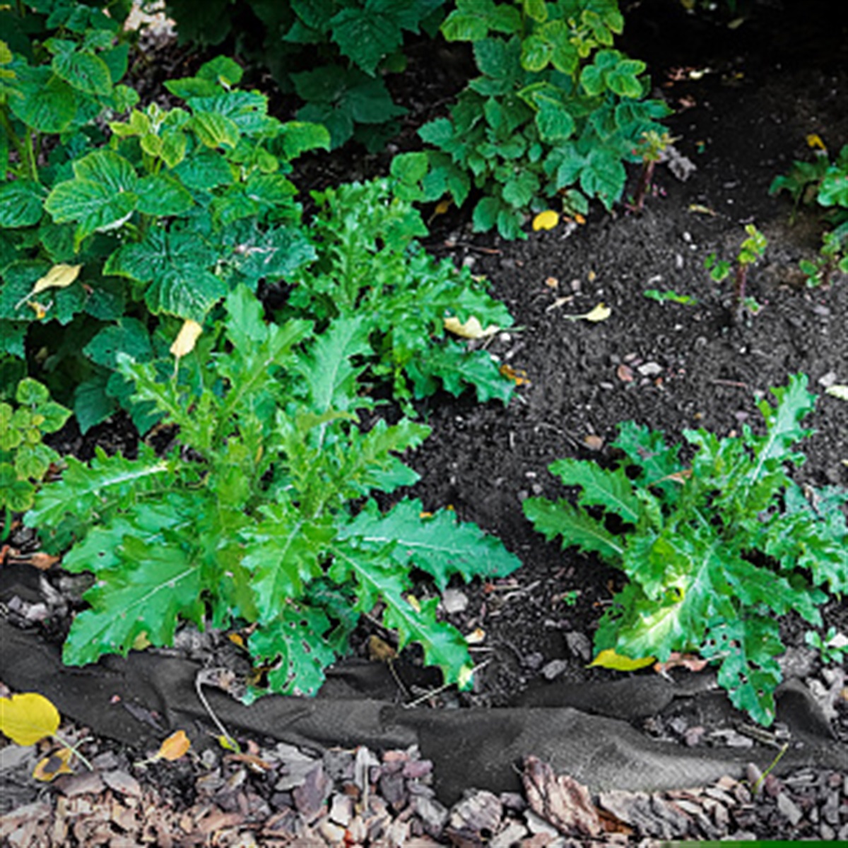 Weed Department Weld Master Gardener